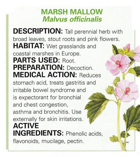 Marsh Mallow Benefits Of Mallow Mallow Medicinal Uses