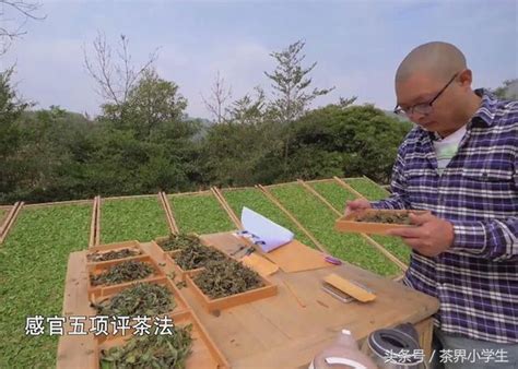 吳曉波孫冕向白茶老師傅討茶喝並學習茶葉感官五項審評法 每日頭條