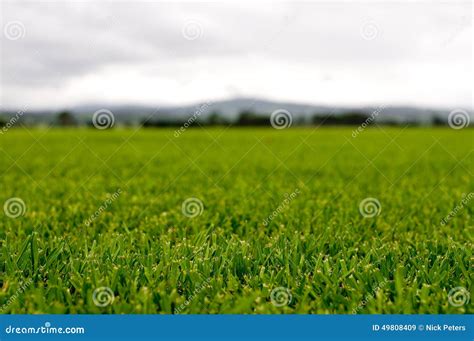 Green Turf Grass Texture With White Line In Soccer Field Stock