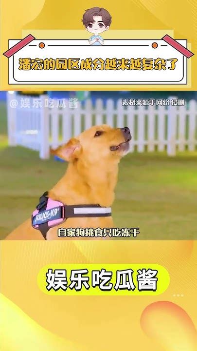 潘宏的園區成分越來越復雜了潘宏 搞笑 直播回放迷惑行為大賞 抖音小助手 Youtube