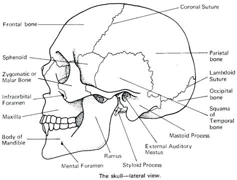 Printable Skull Anatomy Coloring Pages Printable New Year Banners