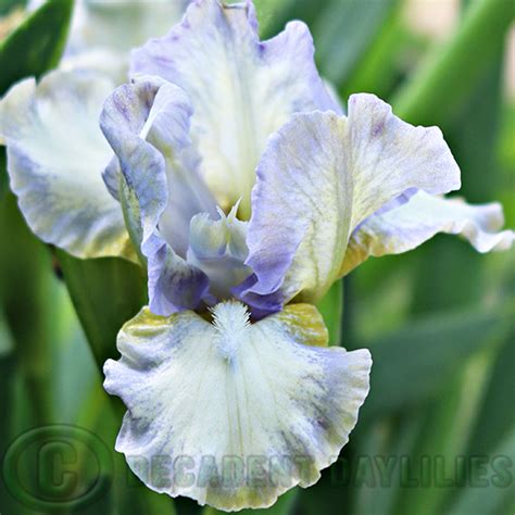 Dwarf Iris Le Flirt Decadent Daylilies Australia