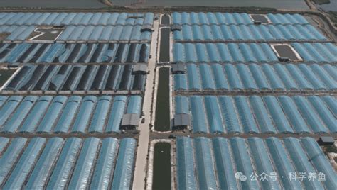 44个小棚实现“满堂红”，棚产2200斤，他们怎么做到的？养殖户园区饲料