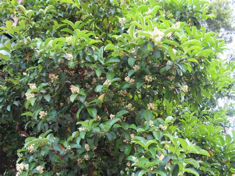 相片館 康文賞花情報