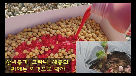 비오기전 콩심기자연의 소리asmr 자급자족유실수 Youtube
