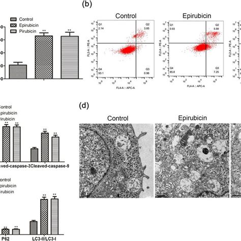 Anthracyclines Induce Ac16 Cell Apoptosis And Autophagy Ac16 Were