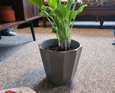 Propagating Hosta Patriot Step By Step Guide