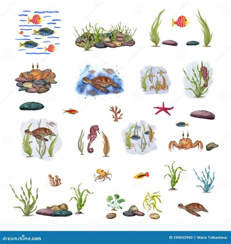 Underwater Sea Weeds Set Green Leaf Algae Marine Plants Seaweed