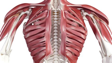 Back Extensors