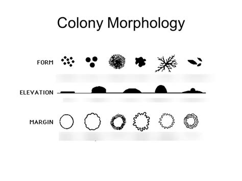 Colony Margins Diagram Quizlet