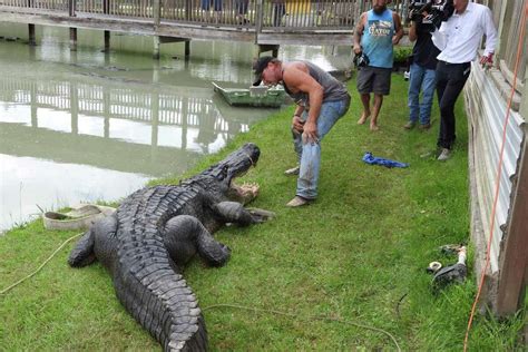 Huge Alligator Named Chubbs Caught On Houston Area Golf Course