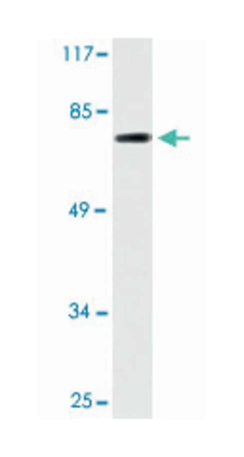 Anti Cox2 Antibody 100ul