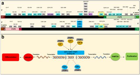 Fam72 Paralog Specific Cell Cycle Signaling Mediated By Various Tfs