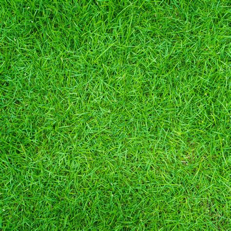 Top 5 Low Maintenance Grasses And Grass Alternatives Wildflower Seeds