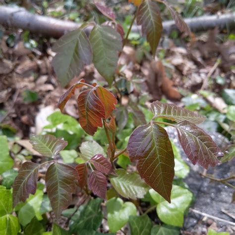 Poisonous Plants Poison Ivy Poison Oak And Poison Sumac
