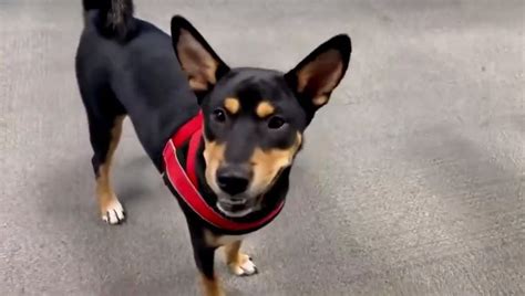 สรยุทธ สุทัศนะจินดา เผยโมเมนต์วันส่งตัว ชบา น้องสาว ลั่นเลี้ยง 2 ตัวไม่ได้ บ้านพัง แต่