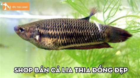 Top 10 Shop Bán Cá Lia Thia đồng đẹp Và Chất Lượng Nhất Thucanh