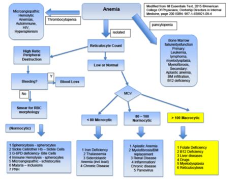 Pathology Exam Iii Anemia Iv Macrocytic Anemias Flashcards Quizlet