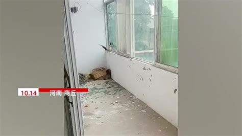 怎么进就怎么出！野鸡撞碎玻璃闯民宅，又非得撞玻璃飞走 新浪新闻