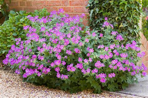 19 Full Sun Drought Tolerant Plants For Your Garden A Garden Diary