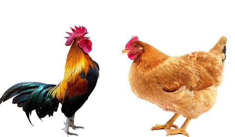 Are Chickens Female What Most People Dont Know