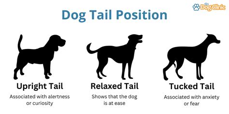 Why Do Dogs Wag Their Tails The Truth Behind Wagging