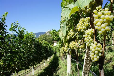 Grüner Veltliner – Spitalerhof