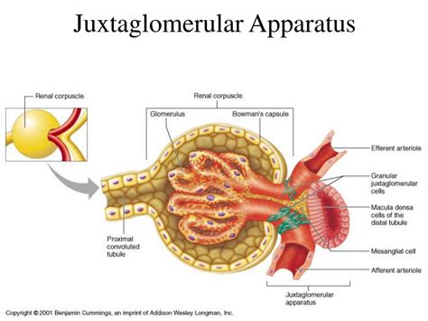 What Are The Components Of The Juxtaglomerular Apparatus At Lee Ramirez Blog