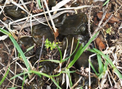 Nostoc Commune Nostoc Común Alga Terrestre Mierda De Brujas