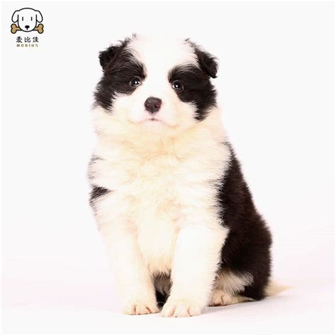 麦比佳 边牧幼犬 纯种变边境牧羊犬狗狗活体 双血统级高品质边境宠物狗三通七白大围脖黑白边牧犬 赛级高智商牧羊犬 视频挑选价格 图片 品牌