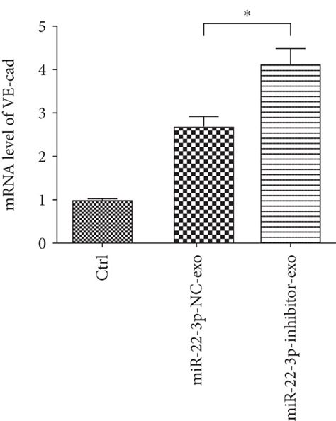 Mir 22 3p Directly Targets Ve Cadherin A Targetscan Software