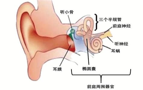 前庭觉：影响平衡与晕车的重要感觉