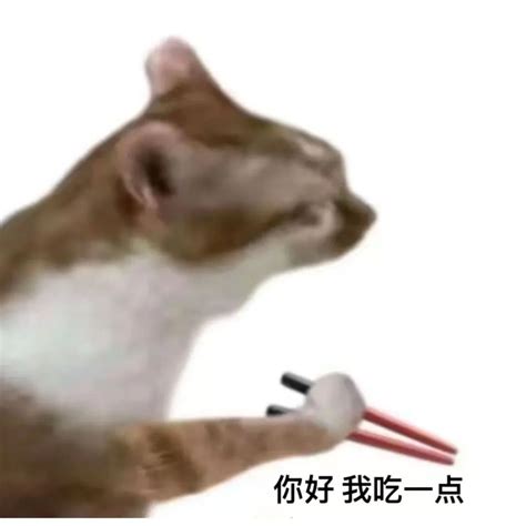Chinese Cat Memes