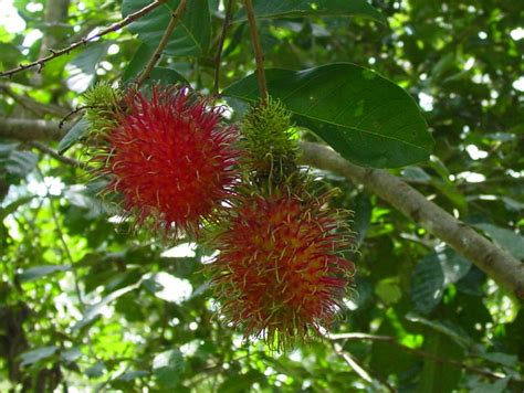 Rambutan Fruits In Tree World Crops Database
