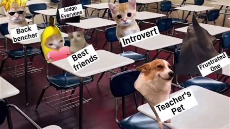 Cat Memes At School In Class And Go To The Library Youtube