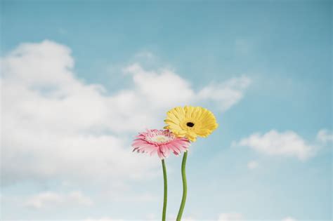 Yellow Red Flowers Minimal 5k Wallpaperhd Artist Wallpapers4k