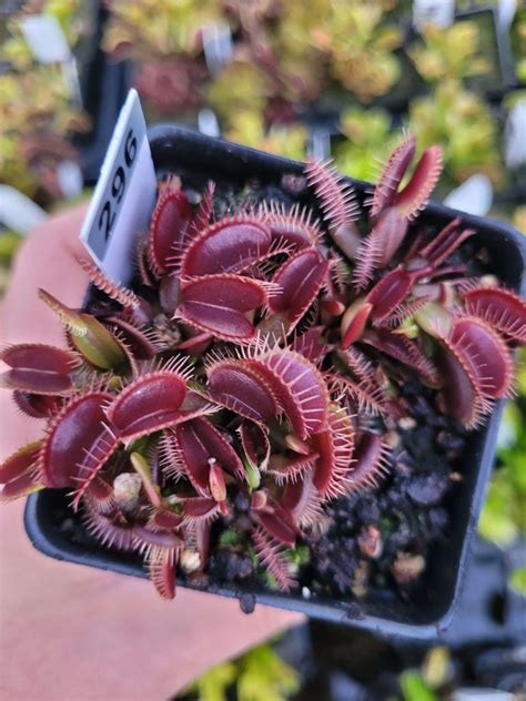 Venus Flytrap Dormancy Mi Flytraps