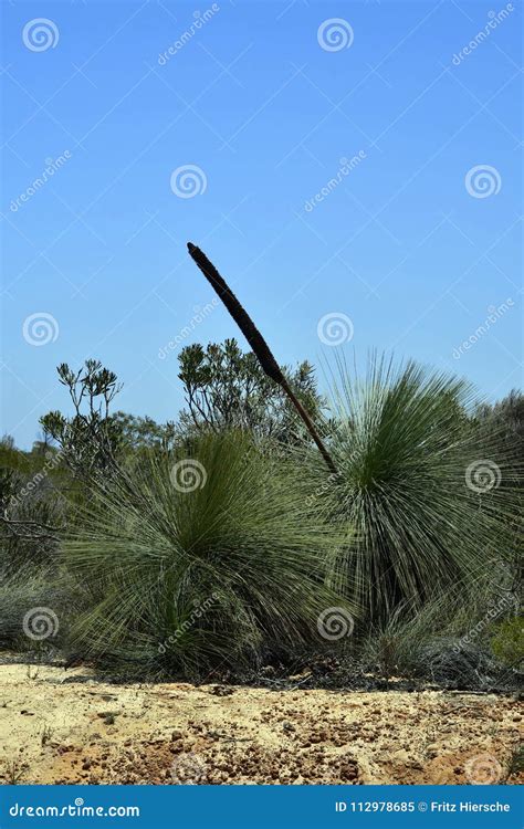 Australia Wa Botany Grass Tree Stock Image Image Of Stem Vertical