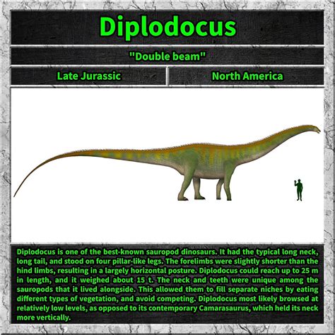 Diplodocus
