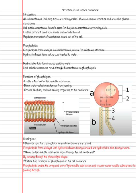 Structure Of The Cell Surface Membrane Structure Of Cell Surface
