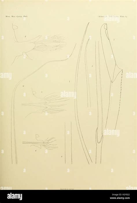 This Study Focuses On The Polychaeta Class Of Annelids Exploring Their