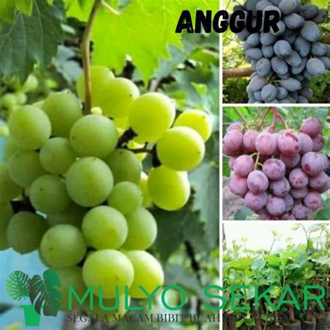 Jual Bibit Tanaman Buah Anggur Merahhitamhijau Tanaman Buah