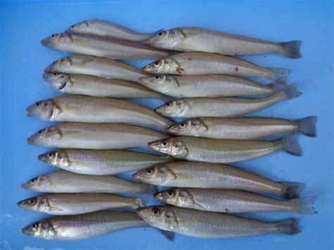 蒲原海岸本日のシロギスの釣果 磯部釣具店の釣り情報