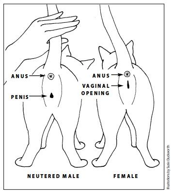 Cara Membedakan Kucing Jantan Dan Betina FaniCat