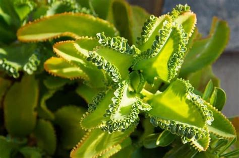 Mother Of Millions Vs Mother Of Thousands