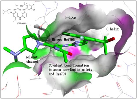 Modeling Of Sunvozertinib With Egfr Exon20ins 770npg Pdb Code 4lrm