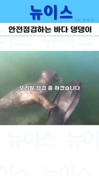 귀여운 물개ㅎㅎㅎㅎ Youtube