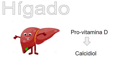 Vitamina D Alimentarte Saludable