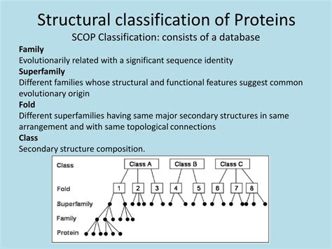 PPT Structure Classification Of Proteins PowerPoint OFF
