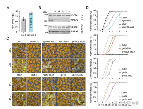 九圃生物携手曹晓风院士团队：揭秘种子萌发的基因调控密码 知乎